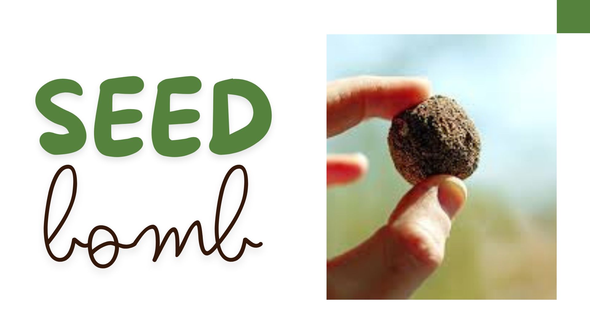 Seed bomb